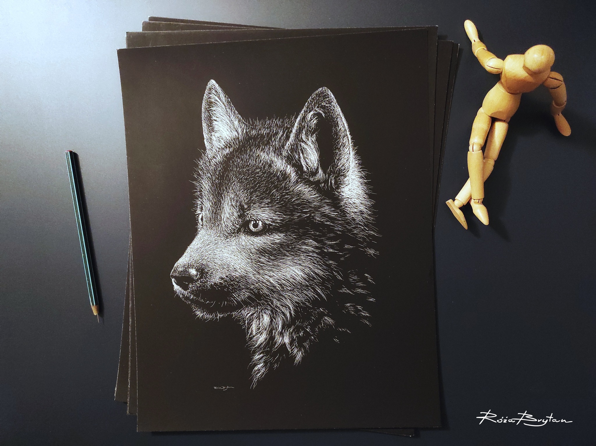 WILDLIFE ILLUSTRATIONS – Róża Brytan – ILLUSTRATIONS