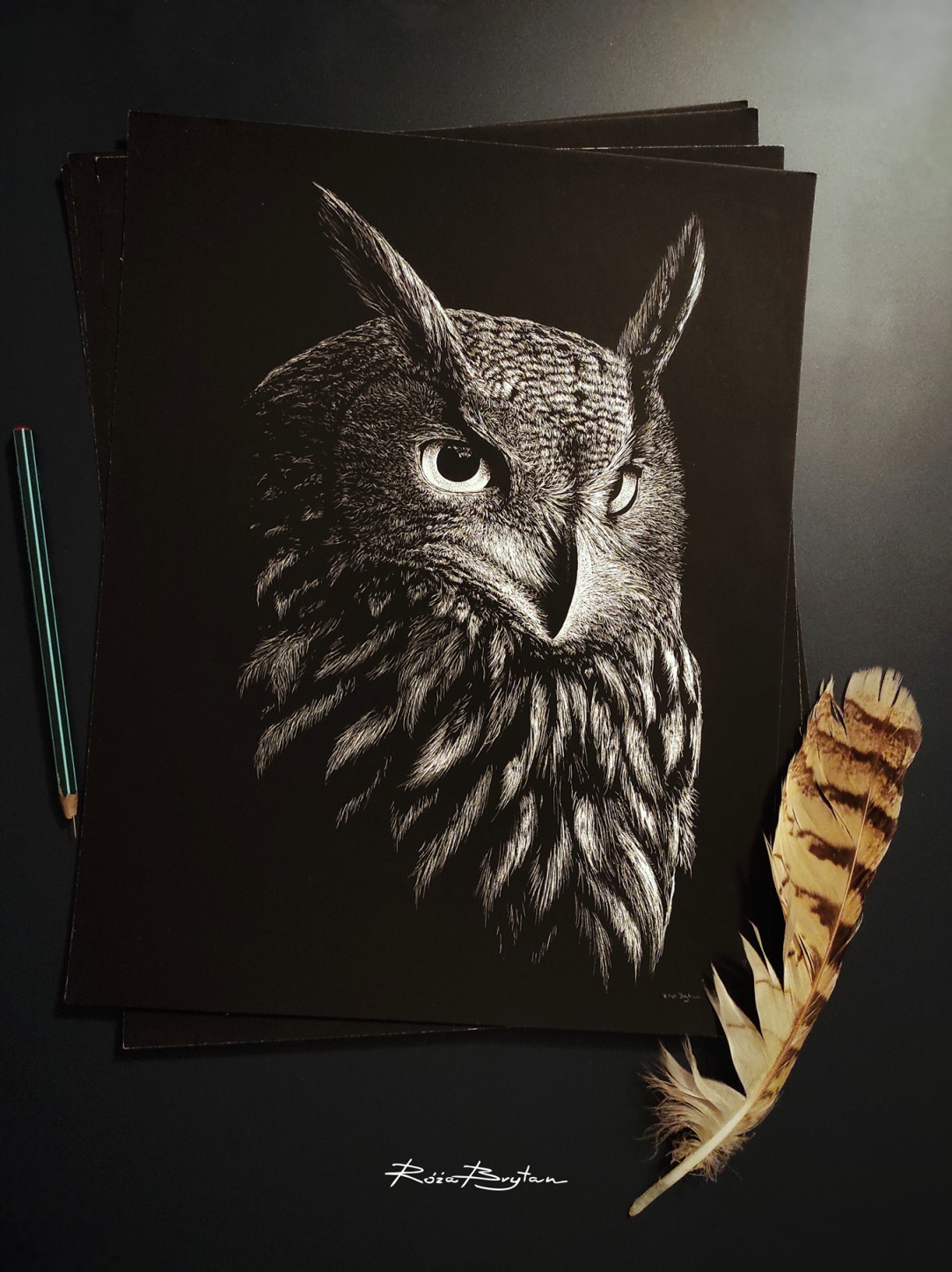 WILDLIFE ILLUSTRATIONS – Róża Brytan – ILLUSTRATIONS