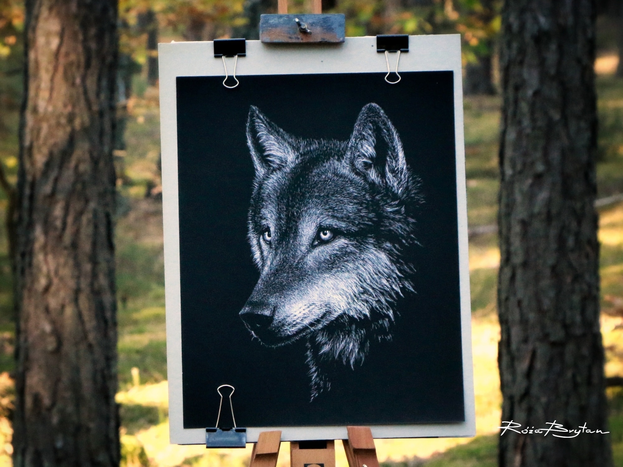 WILDLIFE ILLUSTRATIONS – Róża Brytan – ILLUSTRATIONS